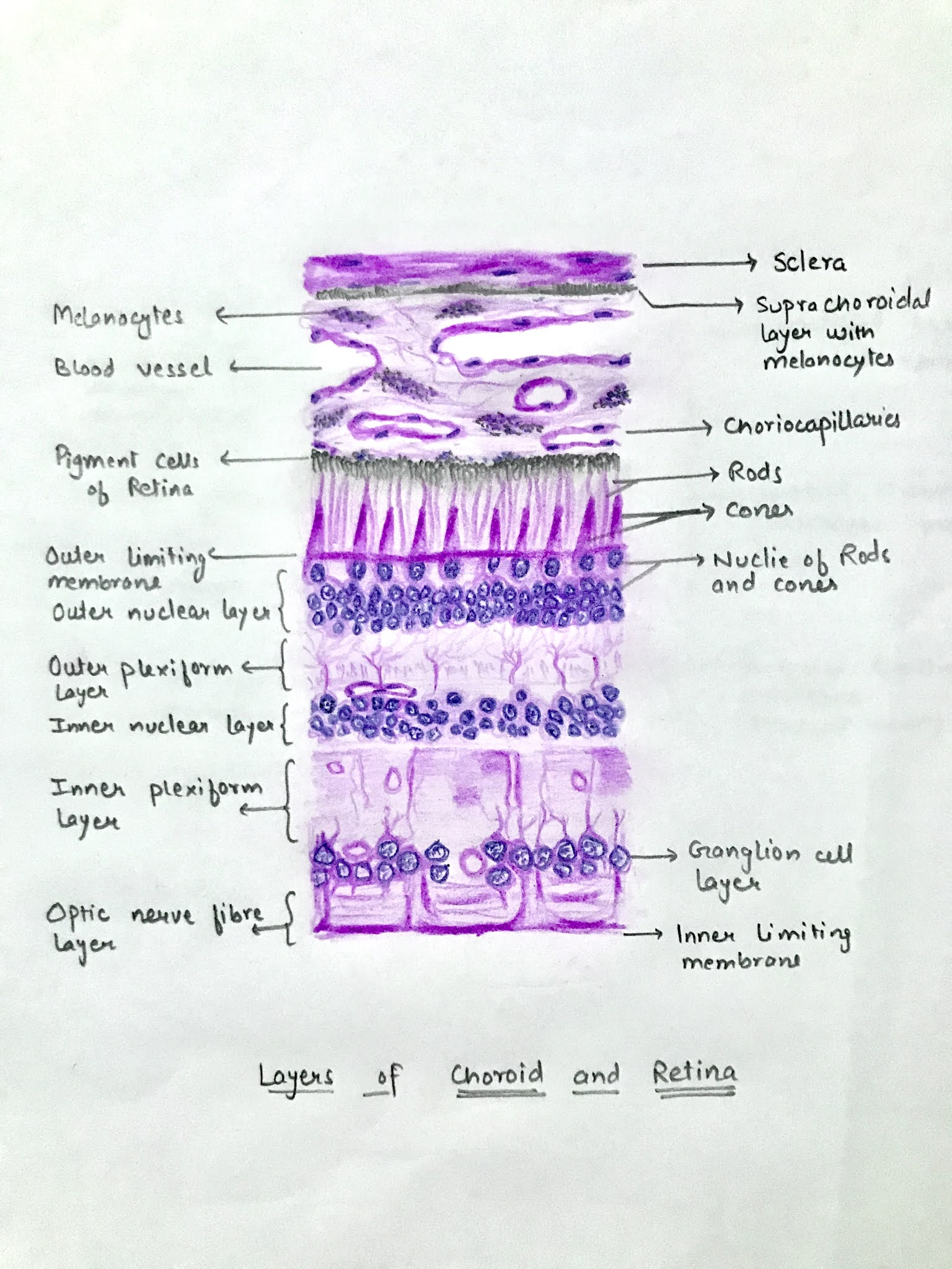 Layers of Choroid and Retina