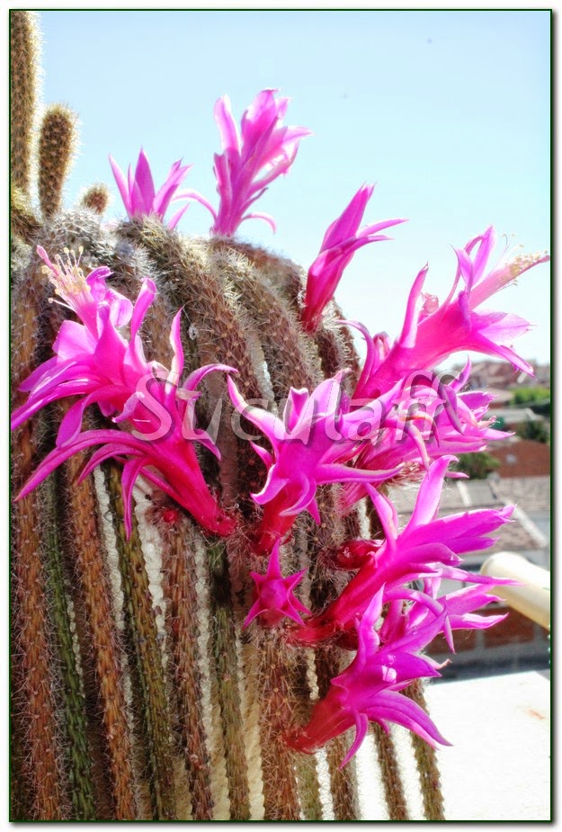 Aporocactus flageliformis - Cola de rata, Colgante, Flor del cuerno ...