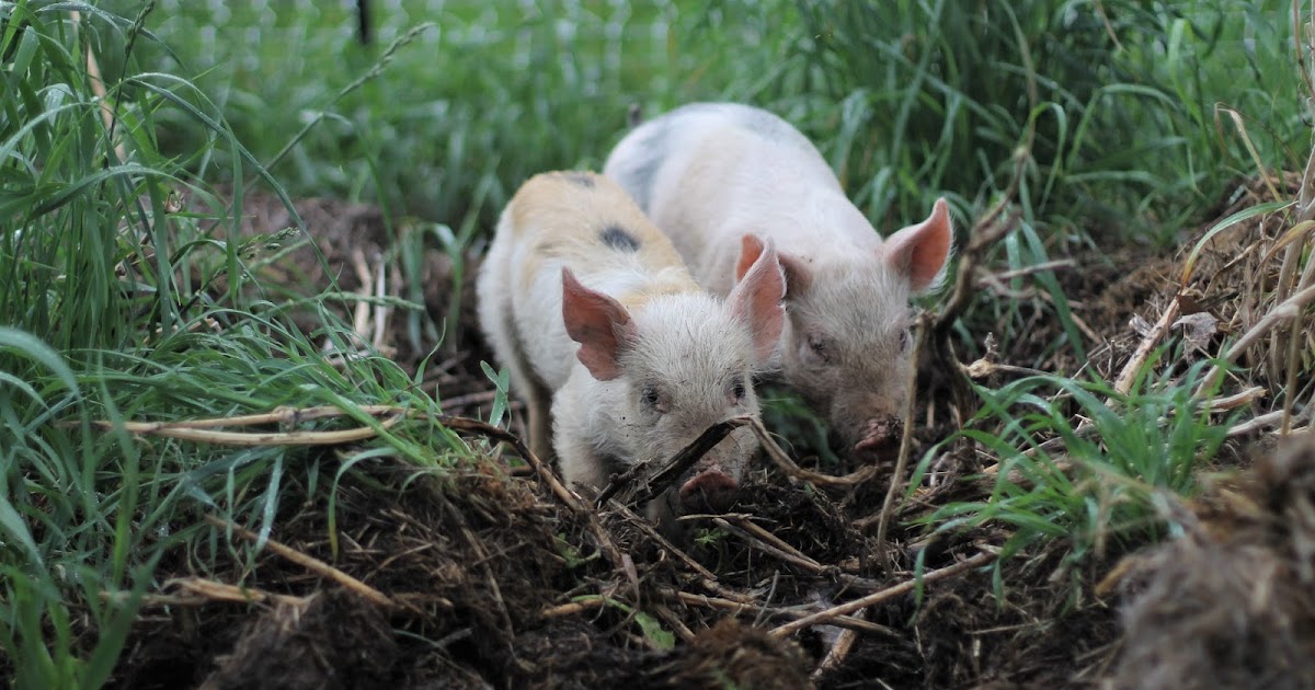 the pigness of the pig | Gypsy Farmgirl