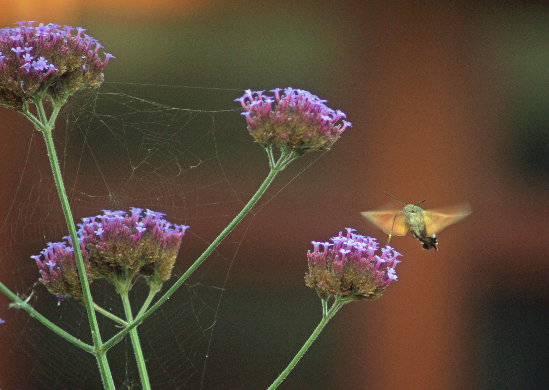 The hummingbird hawk-moth - Sophie in the Sticks