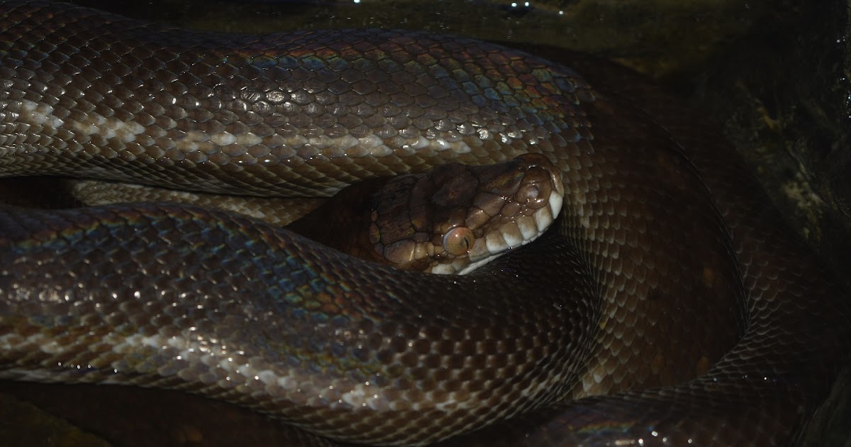 ZOOTOGRAFIANDO (6.100 ANIMALS): PITÓN DE TANIMBAR / TANIMBAR PYTHON ...