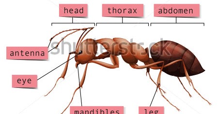 1- Red: Body parts of an Ant