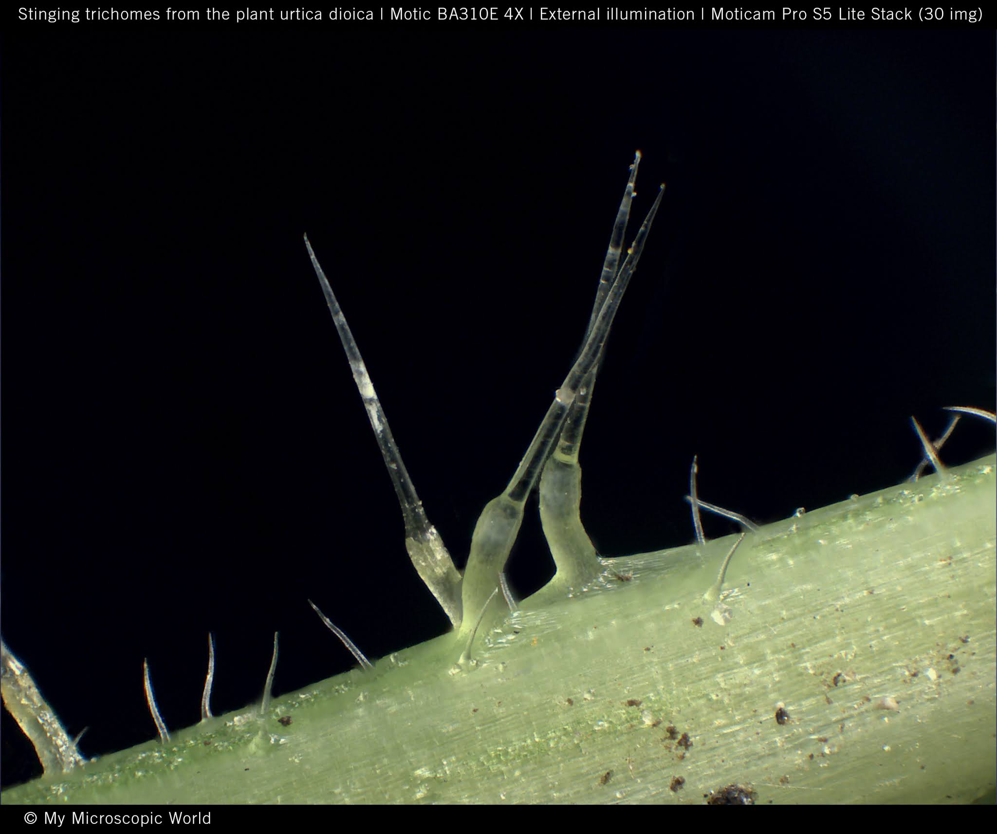 Motic Europe | Blog: Nettles - The healthy stingers