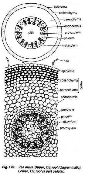 Biswajit's biology: Monocot and Dicot Roots
