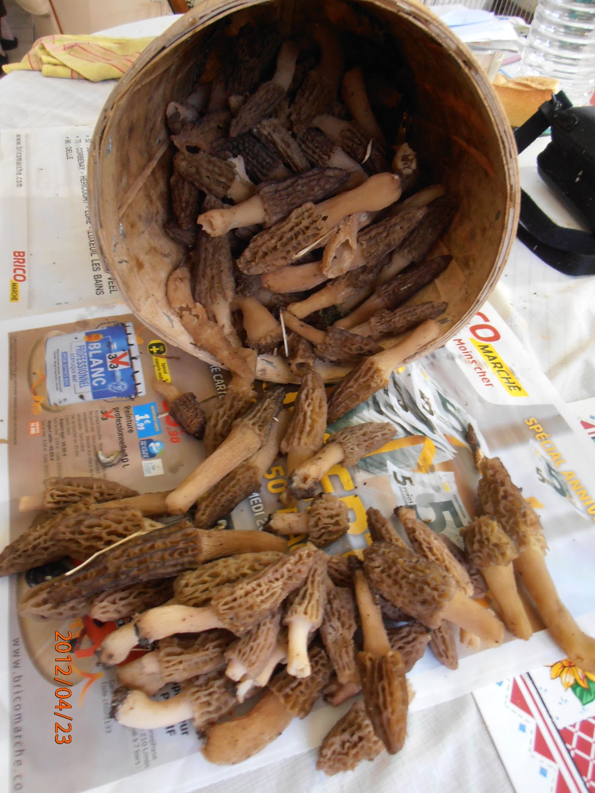 La morille conique, ça se mérite ! - Terra Morchellarum