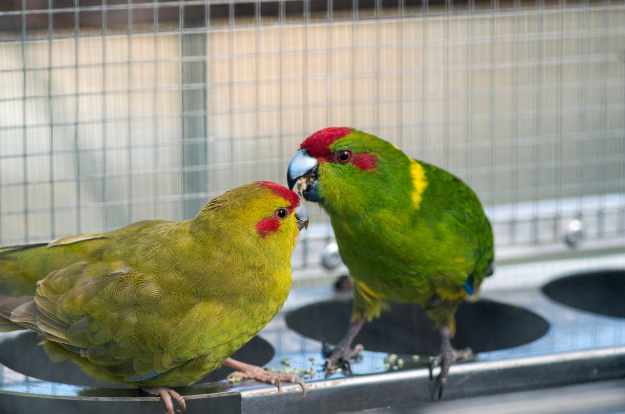 Ara Cian: Vogelportrait: Ziegensittich