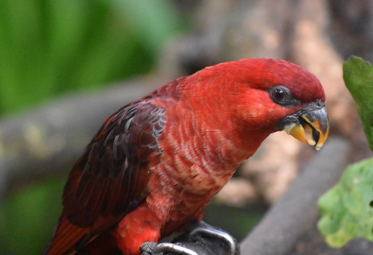 ZOOTOGRAFIANDO (6.096 ANIMALS): LORI CARDENAL / CARDINAL LORY (Pseudeos ...