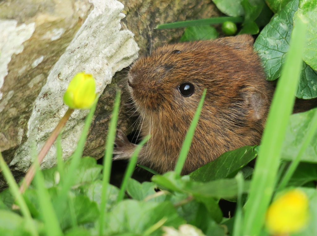 Literate herring, this way.: Mammal day