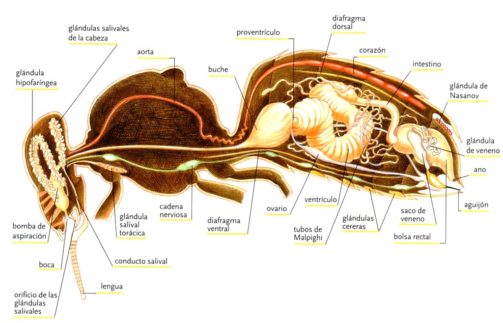 Corona Apicultores: PRINCIPALES ORGANOS DE UNA ABEJA OBRERA