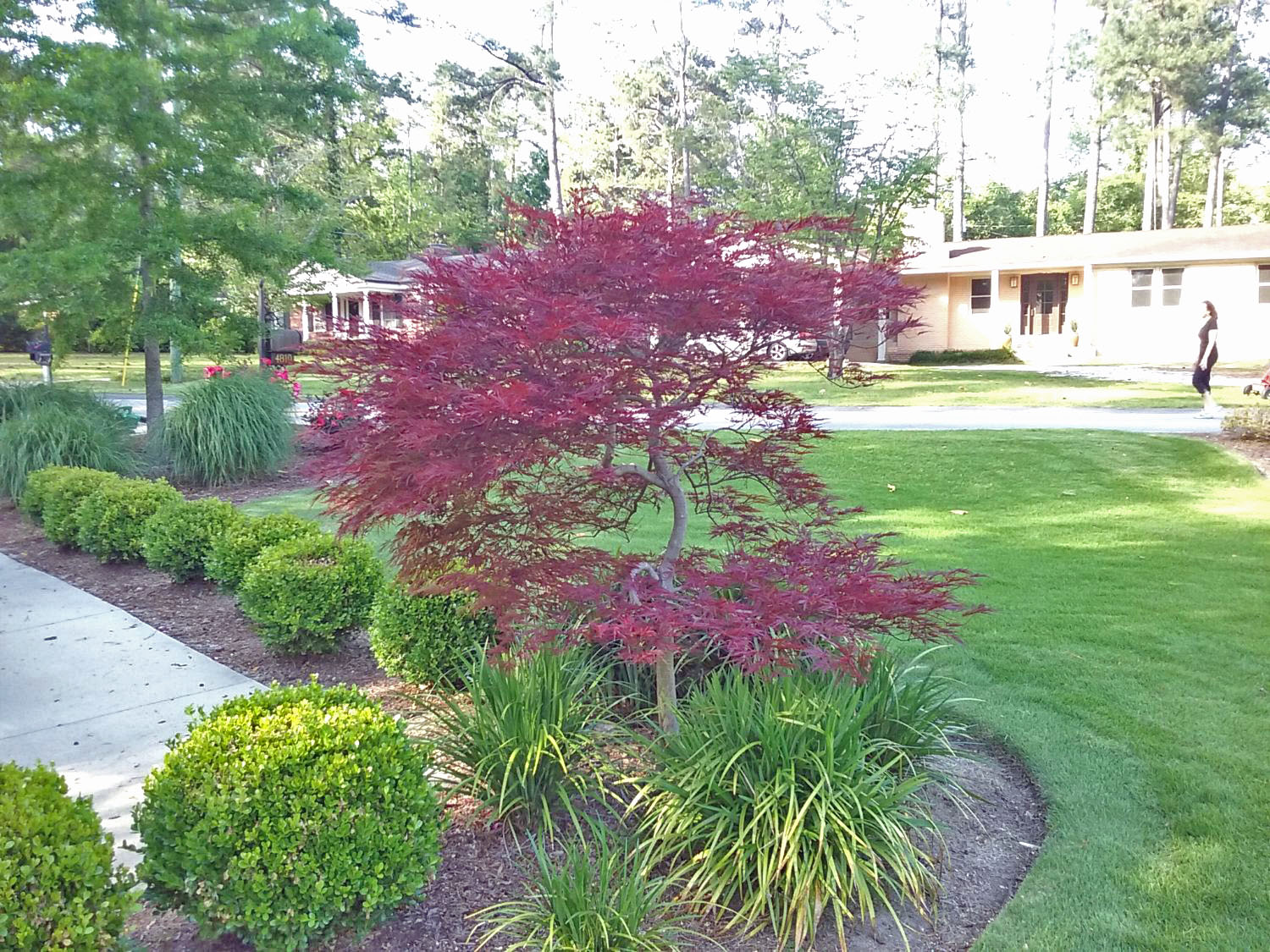 SHOOTS & MATTERS: Two of My Favorites - Crepe Myrtles and Japanese Maples