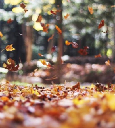 5 on Friday: Five Fall Facts - A Cute Angle