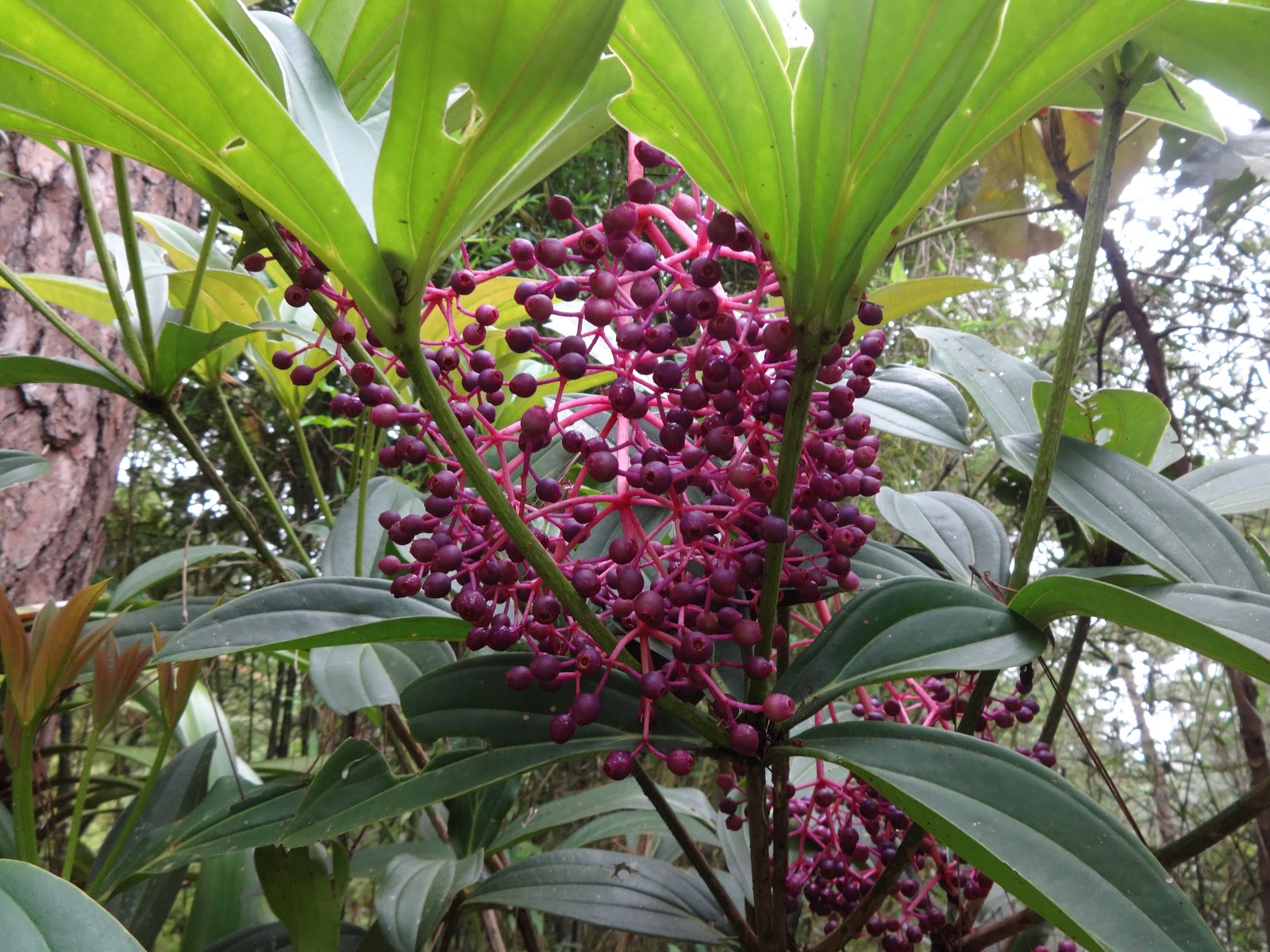 Herbs from Distant Lands: Medinilla magnifica, Medinilla pendula ...