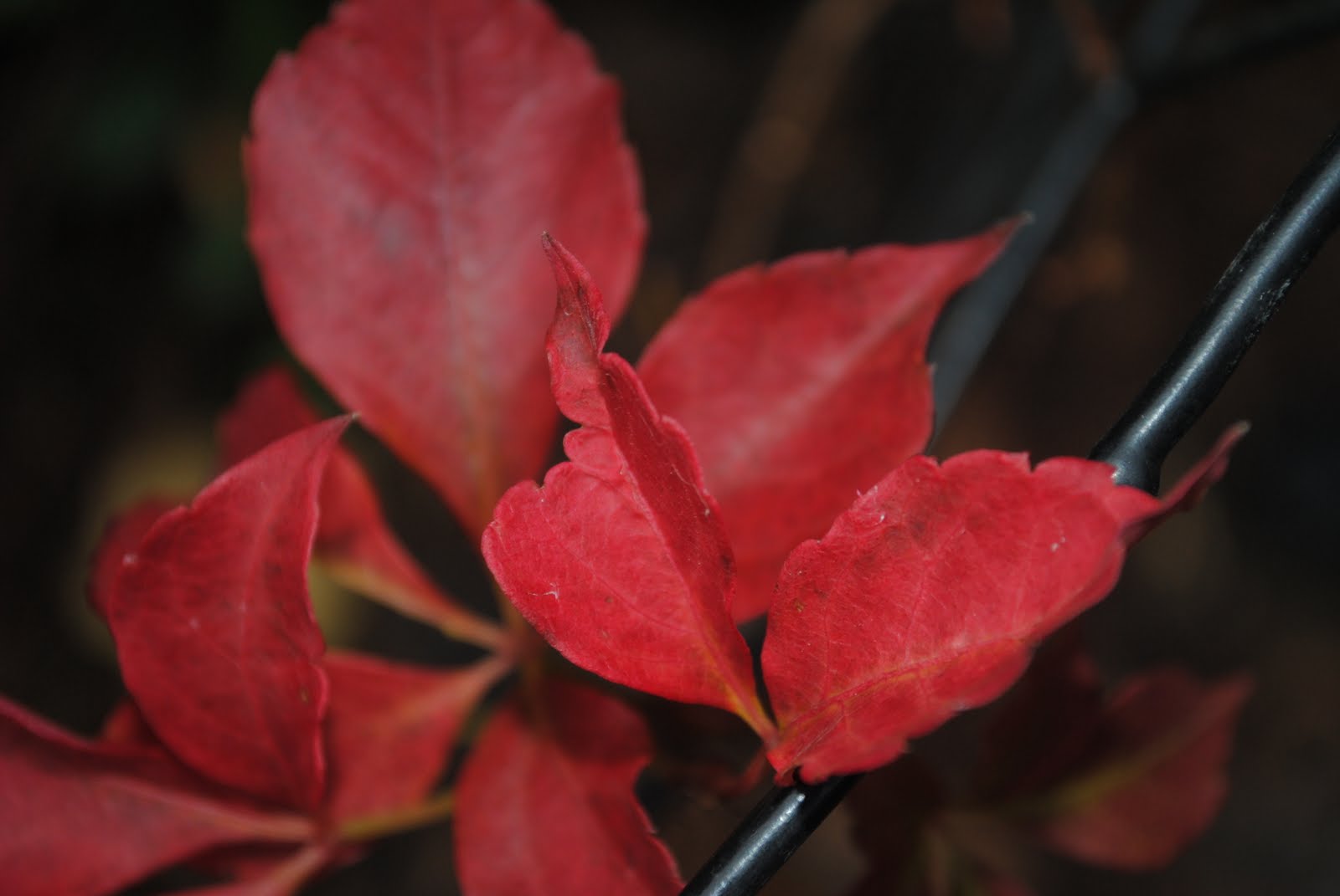 Anthony Stratis Designs in the making