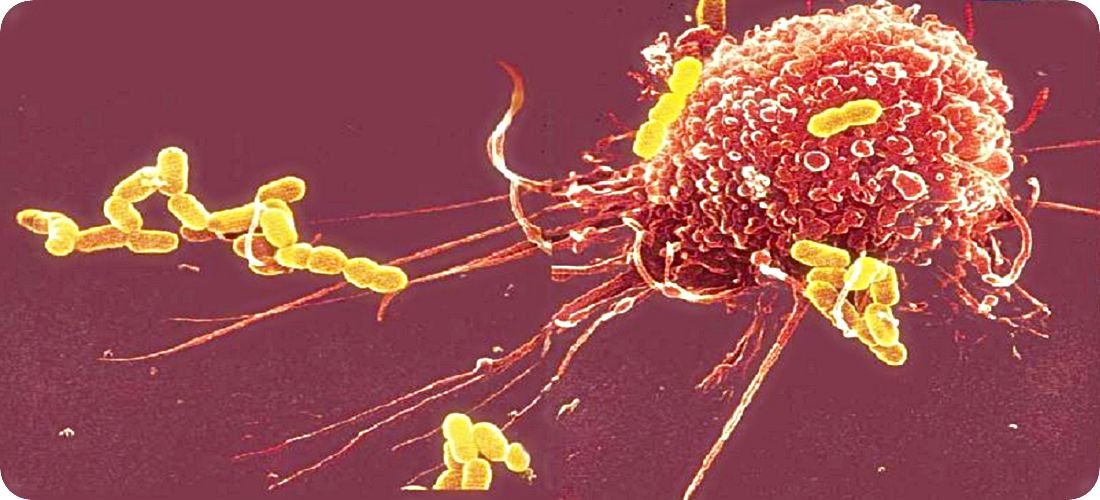 Los macrofagos son criaturas fascinantes.