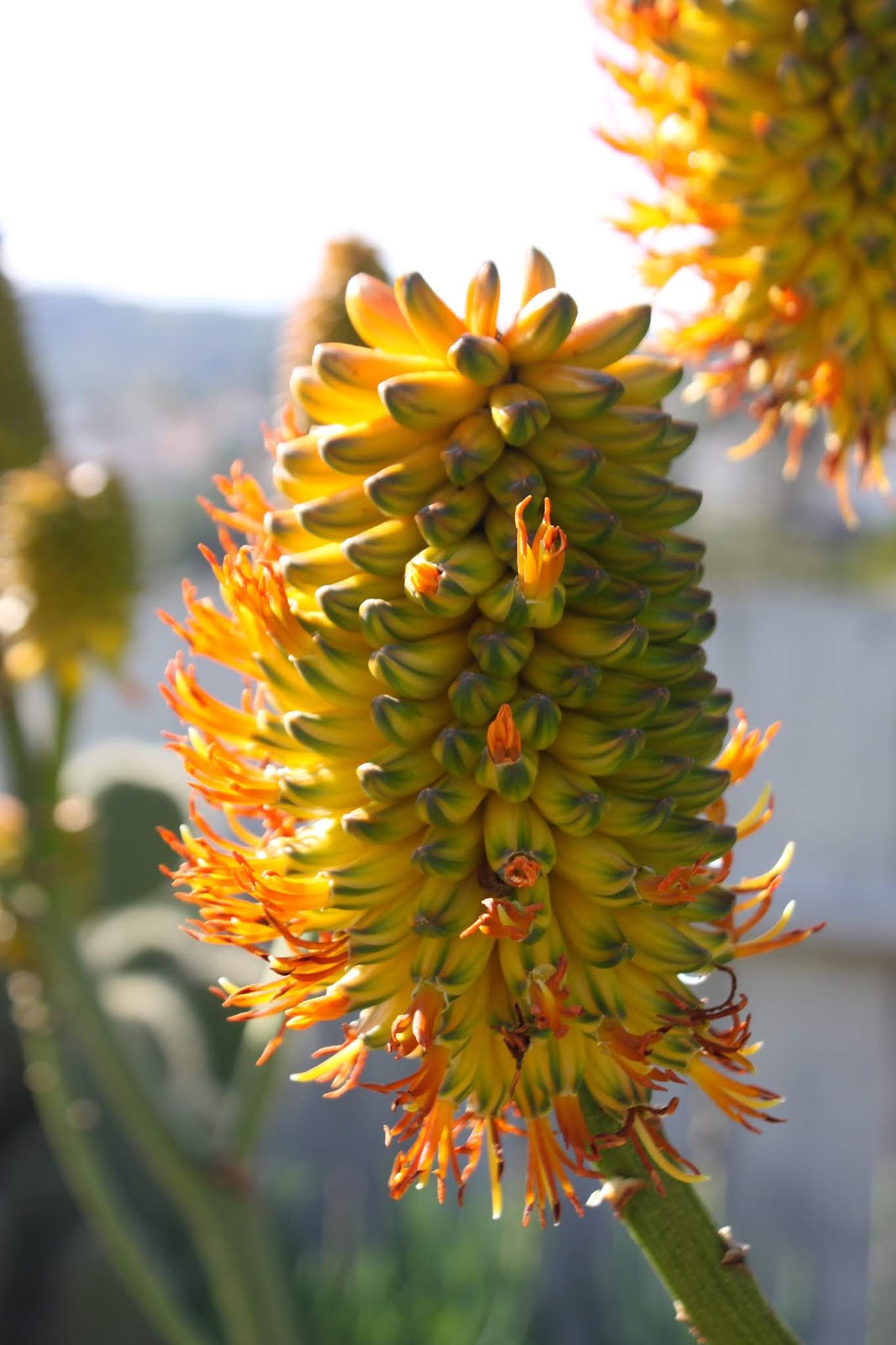 Emerging Fall Aloe Inflorescences