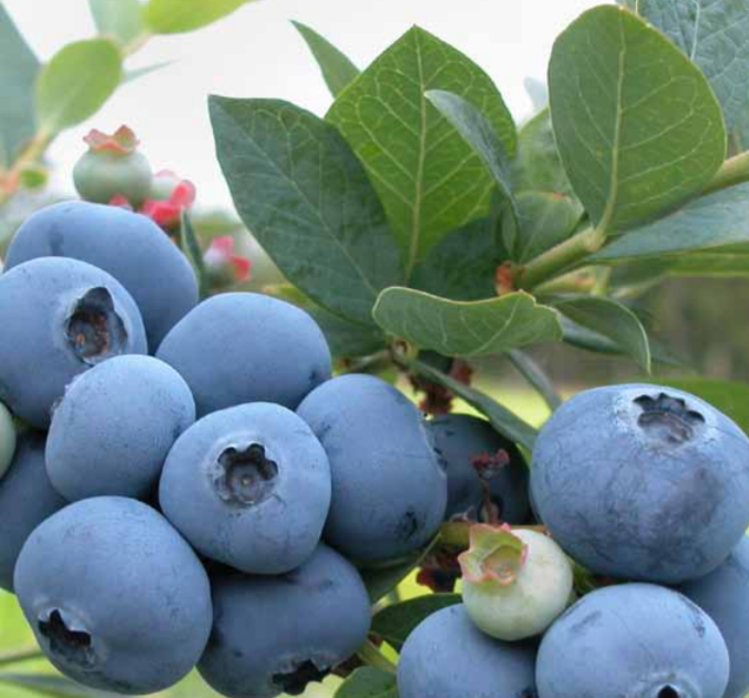 GROWING BLUEBERRIES: History of blueberries cultivation