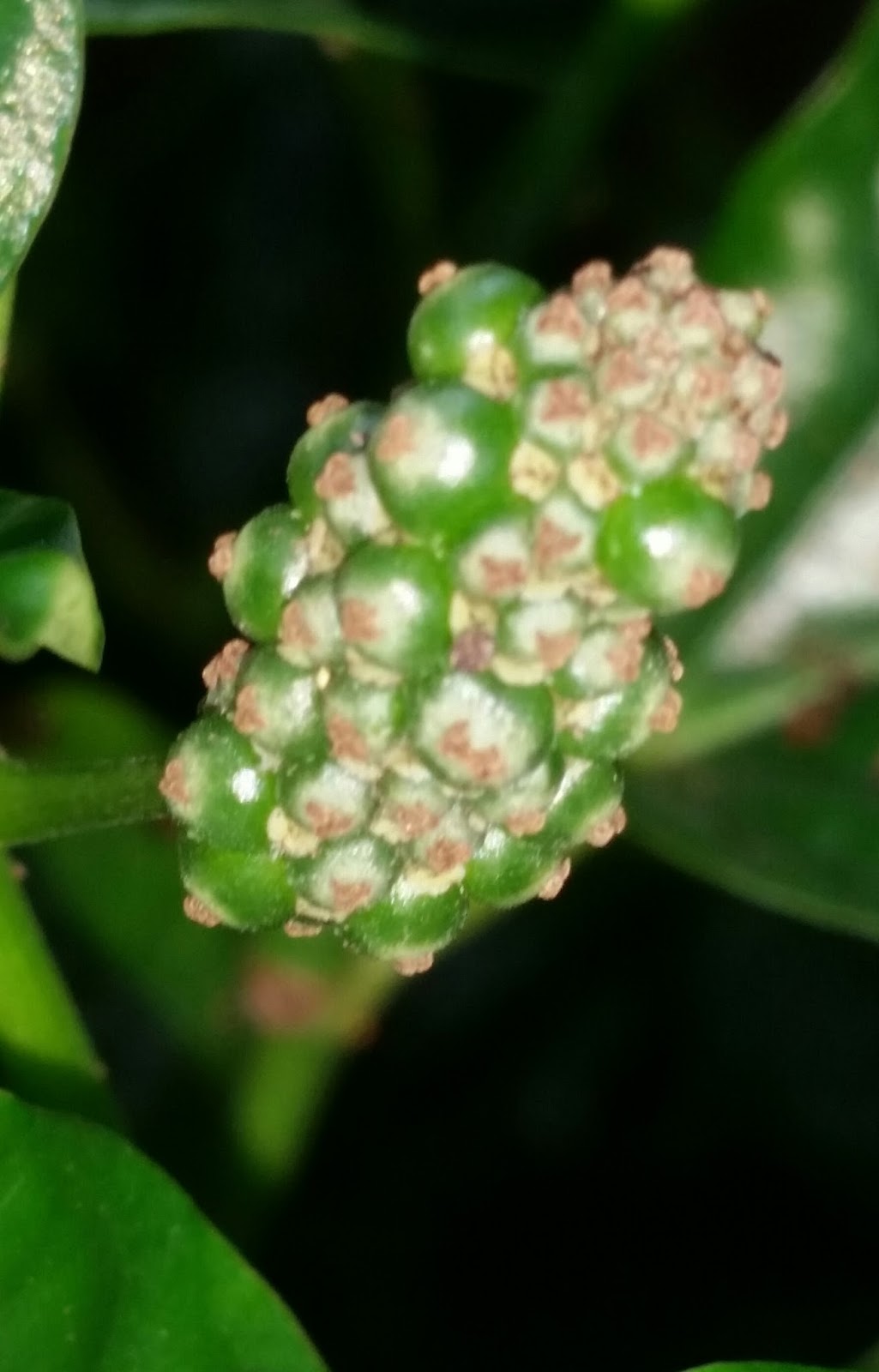 Warisan Petani: Pokok Kaduk.