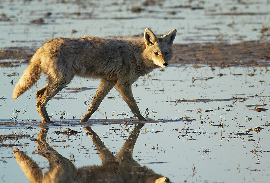 My Big Little World : Coyote During Sunrise at Bear River
