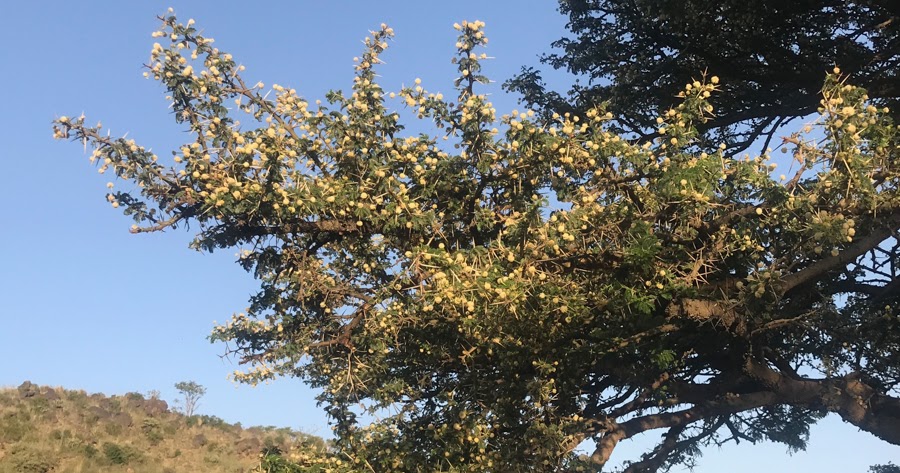 Birds of Saudi Arabia: Umbrella Thorn Acacia tortilis – Talea Valley