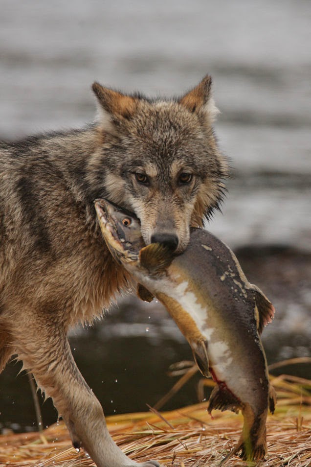 White Wolf : Coastal Wolves: New grey wolf populations found in Canada ...