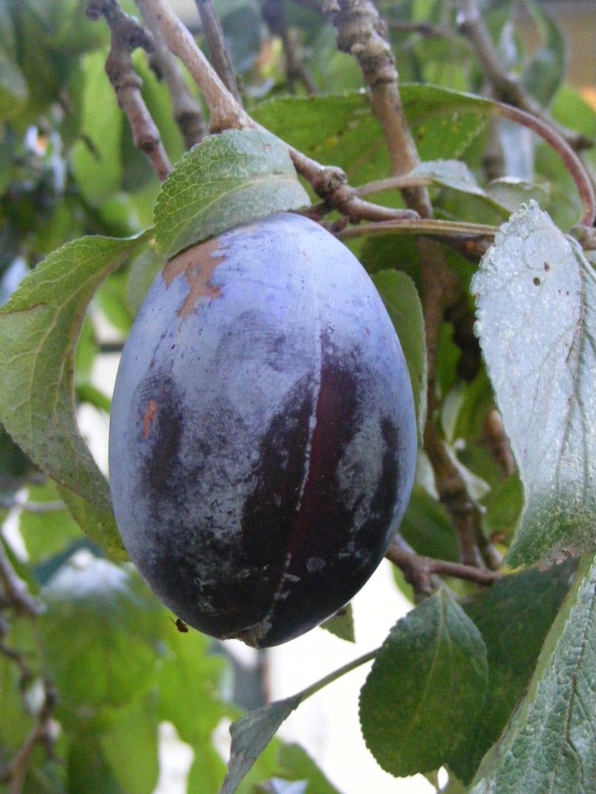 Life From Scratch: A Multitude of Prunes and Three Ways to Preserve Them