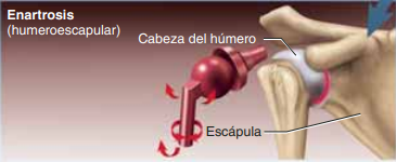 Estudio Fisioterapia: ARTICULACIONES SINOVIALES