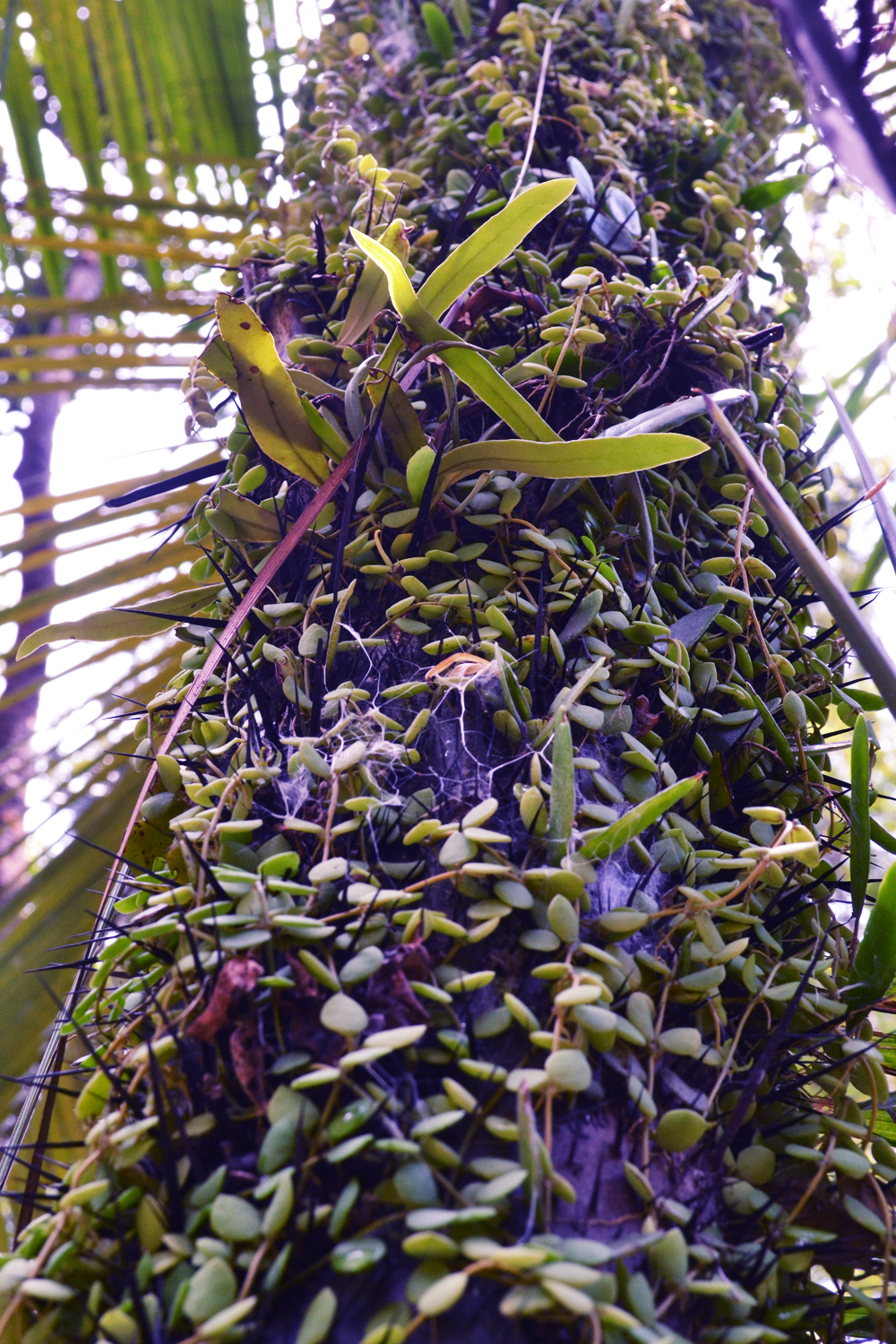 Yuyuk & Photos: Expresi Dedalu