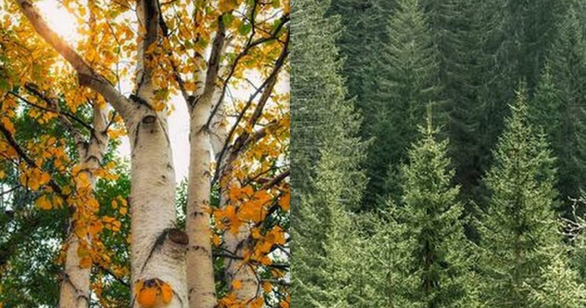 My Creative Room : Double D Challenge - Trees