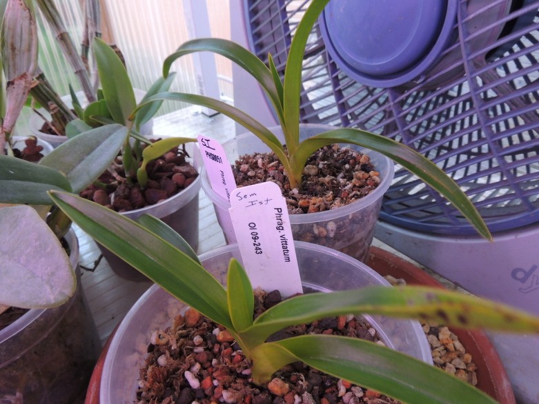 Phragmipedium vittatum care and culture | Travaldo's blog