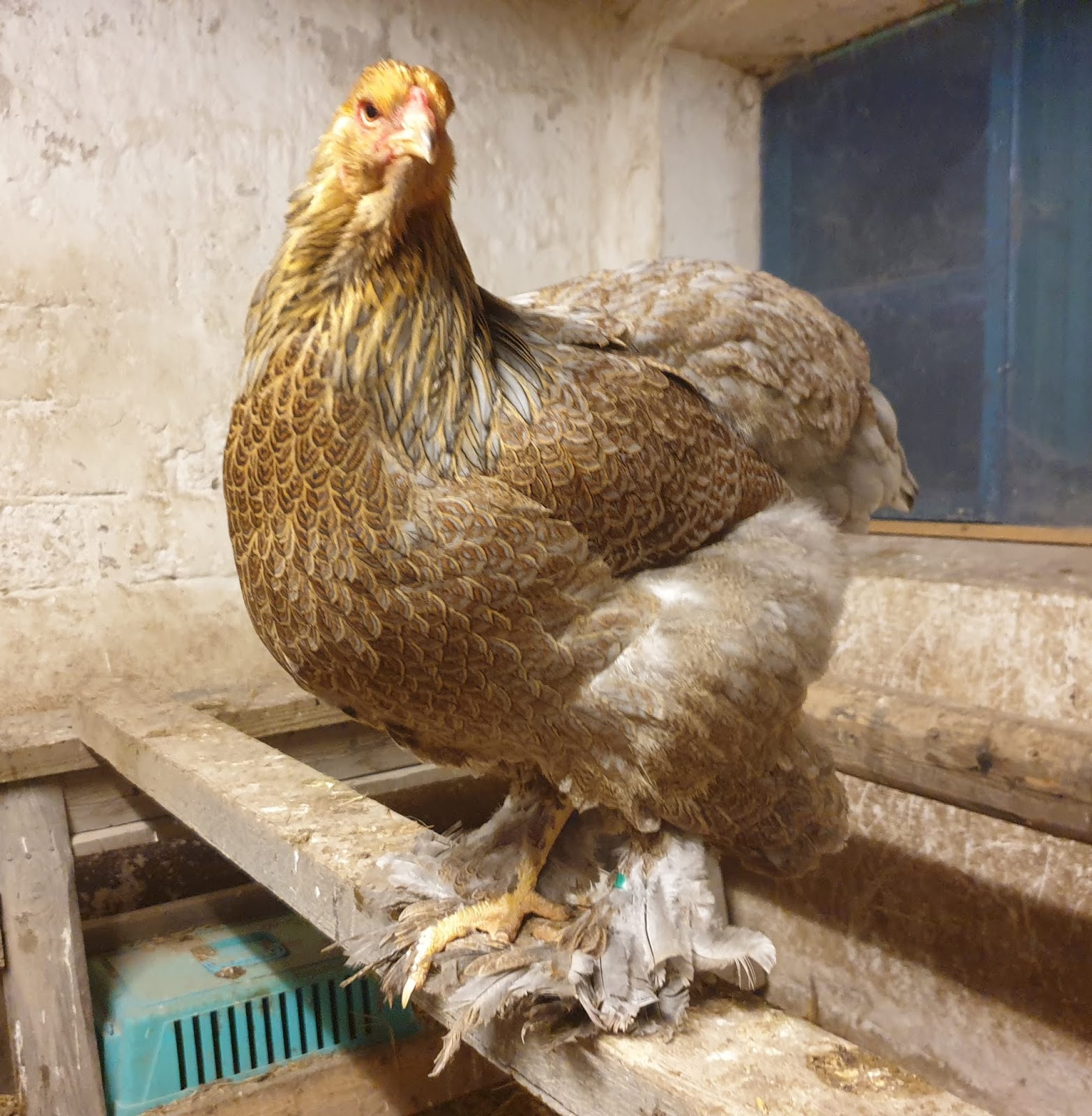 Kiramet anatoliankoirat: Blue partridge brahma