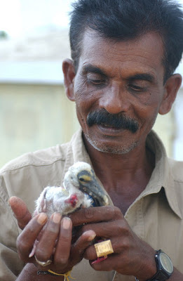 Koothankulam Bird Sanctuary - ARUNACHALA BIRDS