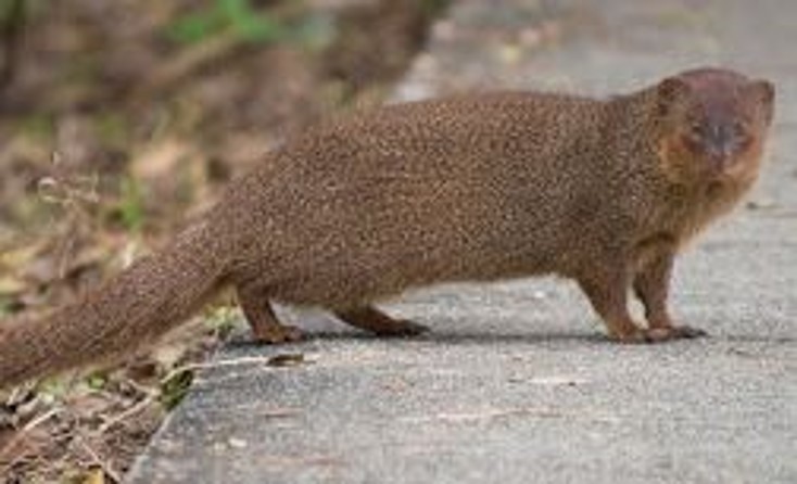 Kota Bharu: January 2018