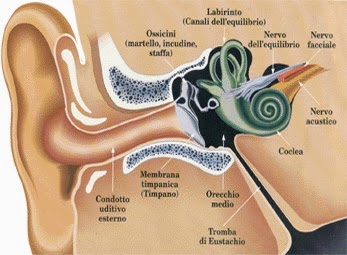 L'igiene dell'orecchio. Medicina.