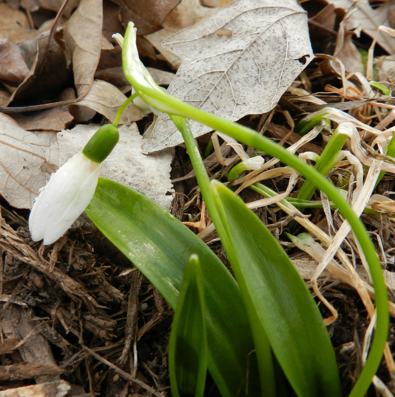 Prairie Rose's Garden: March GBBD: Signs of Spring