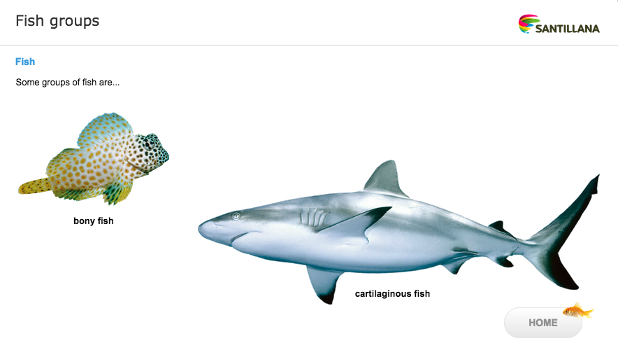 Animal World I (Vertebrates): Fish groups