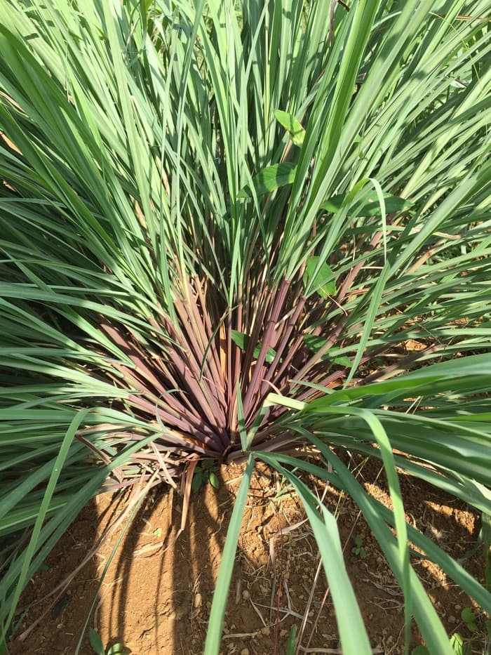 PUSAT SERAI MERAH / SERAI WANGI