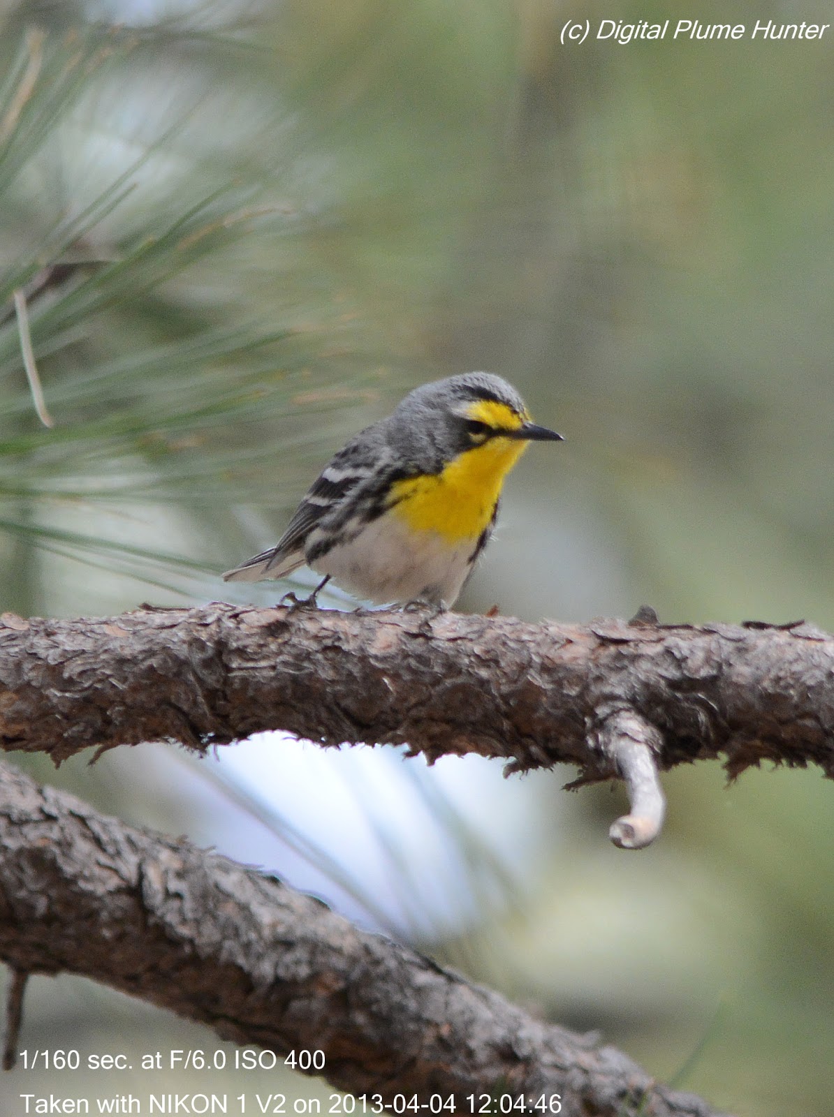 Hunting Digital Plumes in the US and Beyond: One of our Least Known ...