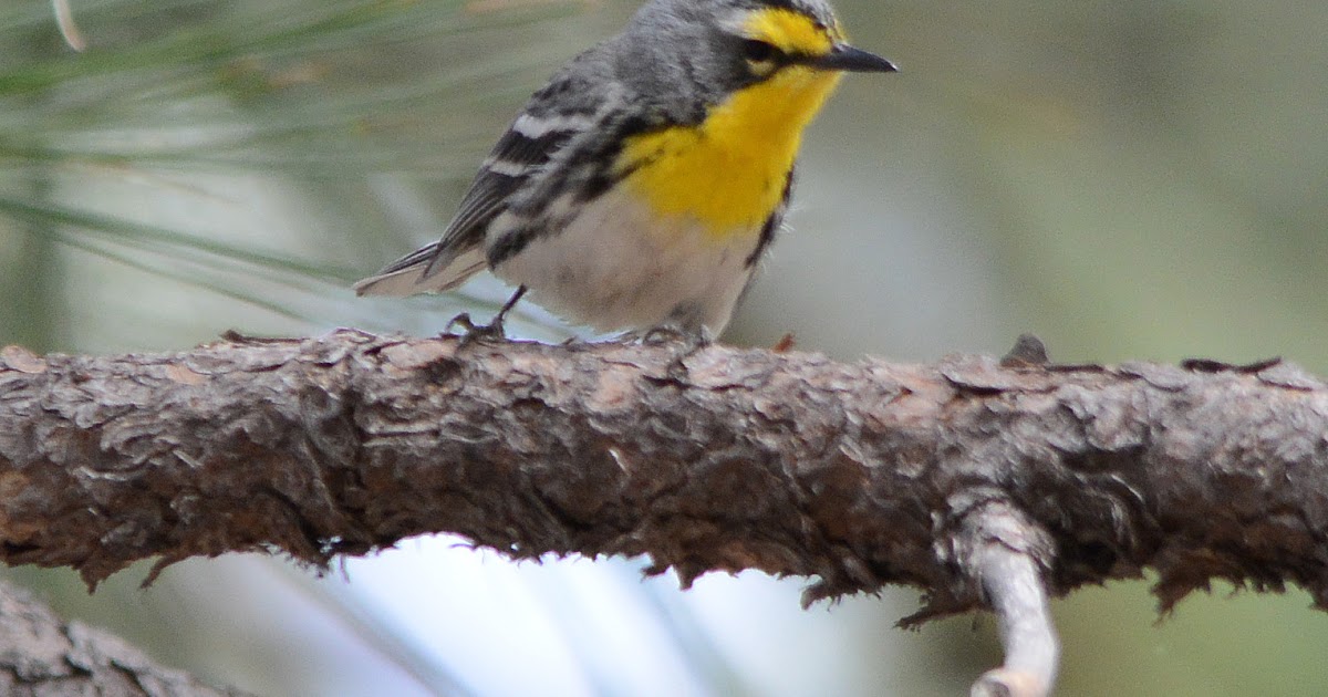 Hunting Digital Plumes in the US and Beyond: One of our Least Known ...