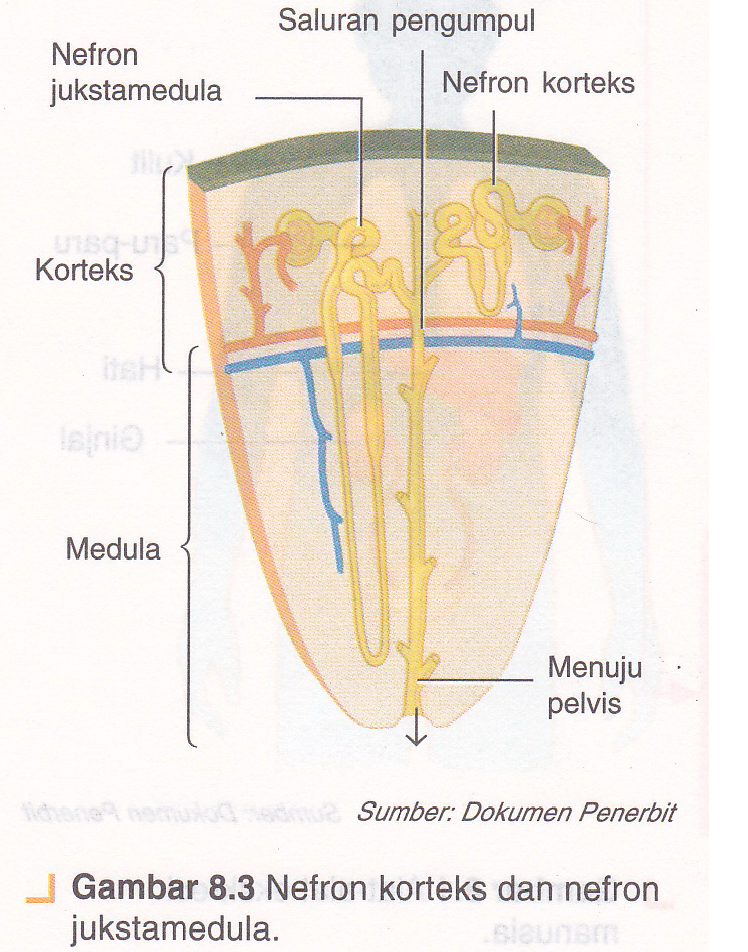 BIOLOGI ITU SERU!: GINJAL