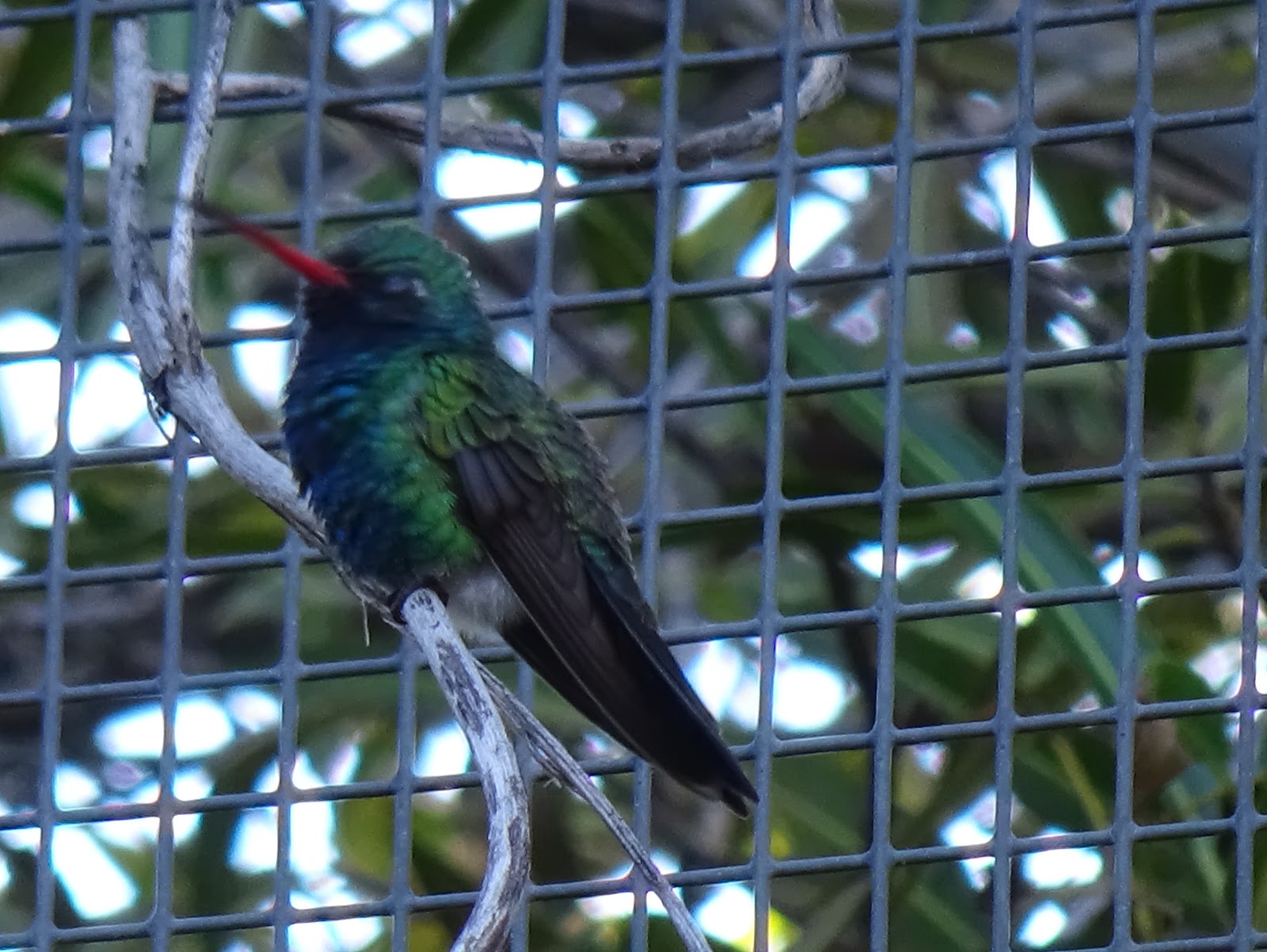 The Humming Bird Aviary (at the Arizona-Sonora Desert Museum)