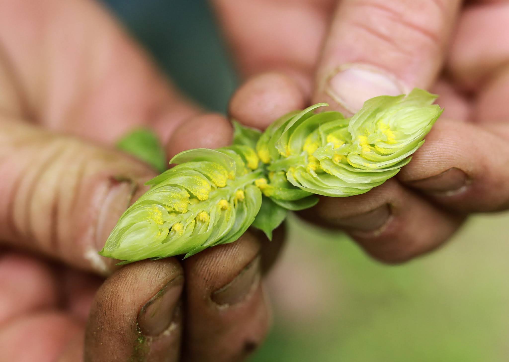 ¿Qué es el lúpulo?