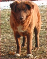 Ir(relevant) Profoundities: Aidi - Dog Breed Profile
