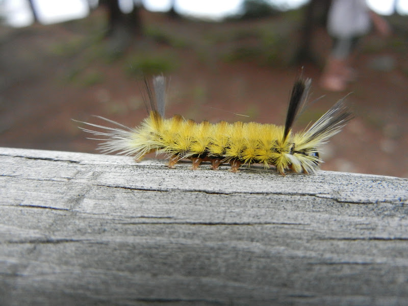 GranWood Explores: Caterpillar Field Guide