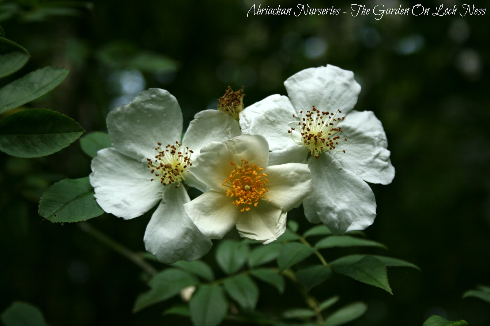 Abriachan Nurseries - The Garden On Loch Ness: Opulence