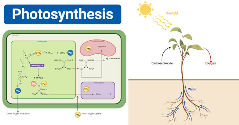 Bio conversion of photosynthetic bacteria