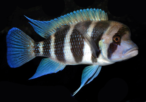 Frontosa Fish - Cyphotilapia Frontosa | TROPICAL FISH