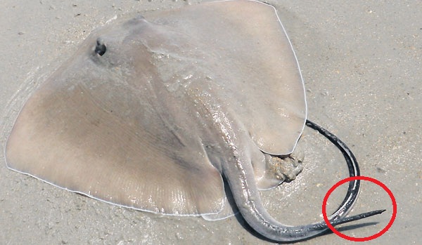 alamcyber 2020: Sengatan maut ikan pari