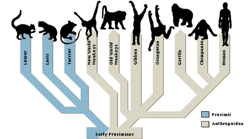 Just Genesis : The Evolution of Darwinian Evolution