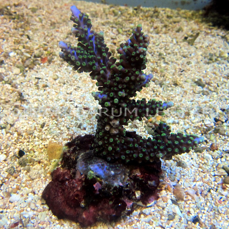 PT. DINAR DARUM LESTARI: Acropora spp