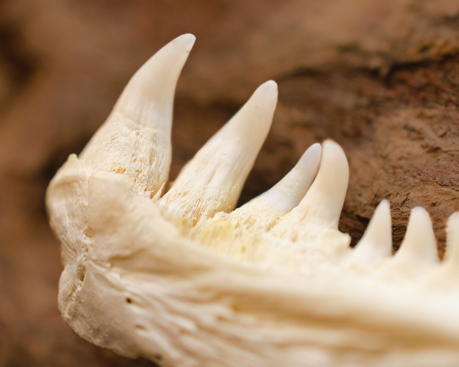 Wanderin' Weeta (With Waterfowl and Weeds): Teeth on the shore